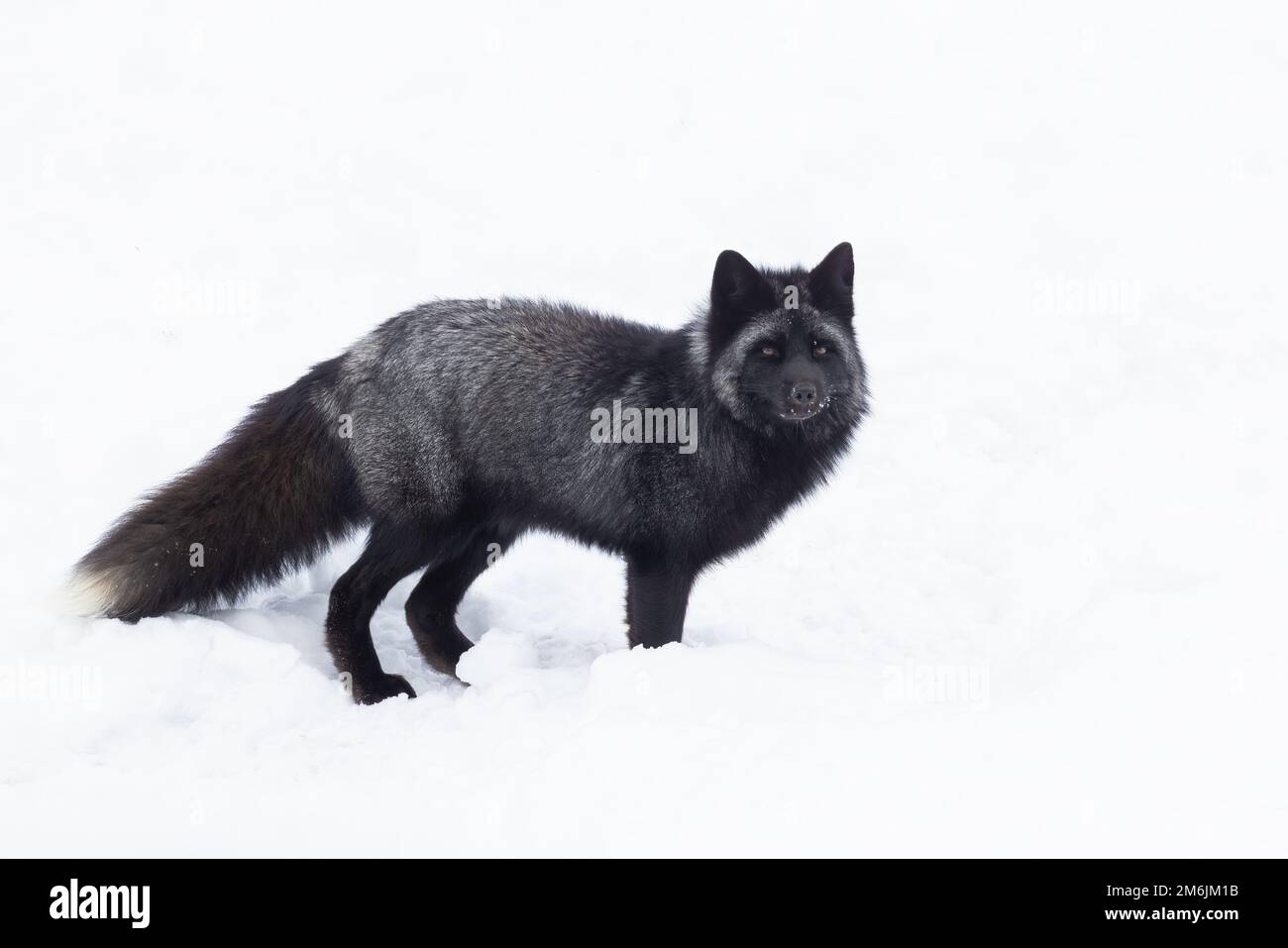 silver fox, melanistic form of the red fox (Vulpes vulpes) in winter ...