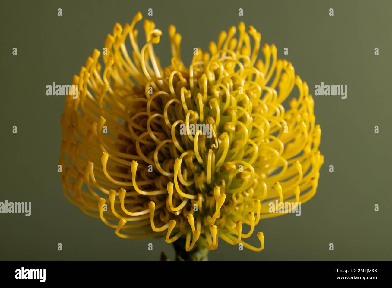 Yellow Protea Pincushion Diagonal flower on green Background. Leaves ...