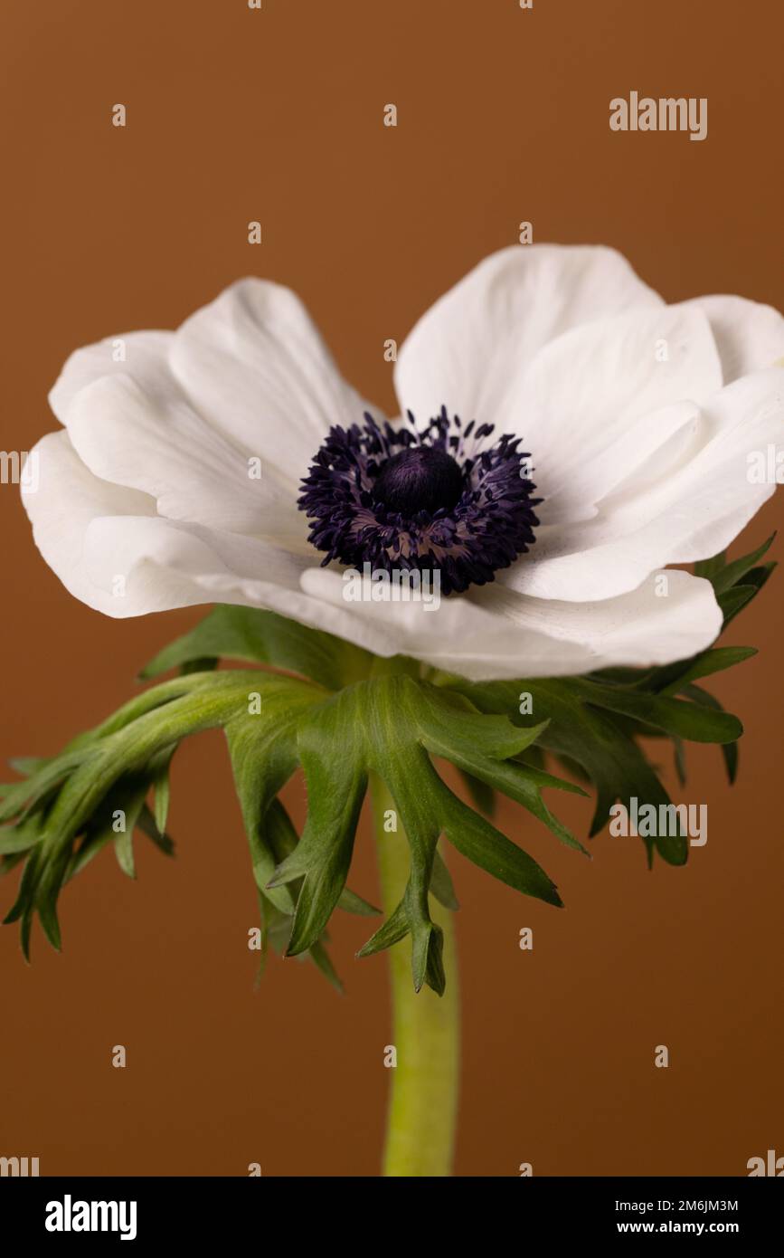 Beautiful white anemone flower on brown background. Vintage nature ...