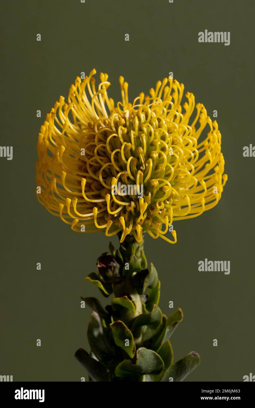 Yellow Protea Pincushion Diagonal flower on green Background. Leaves ...