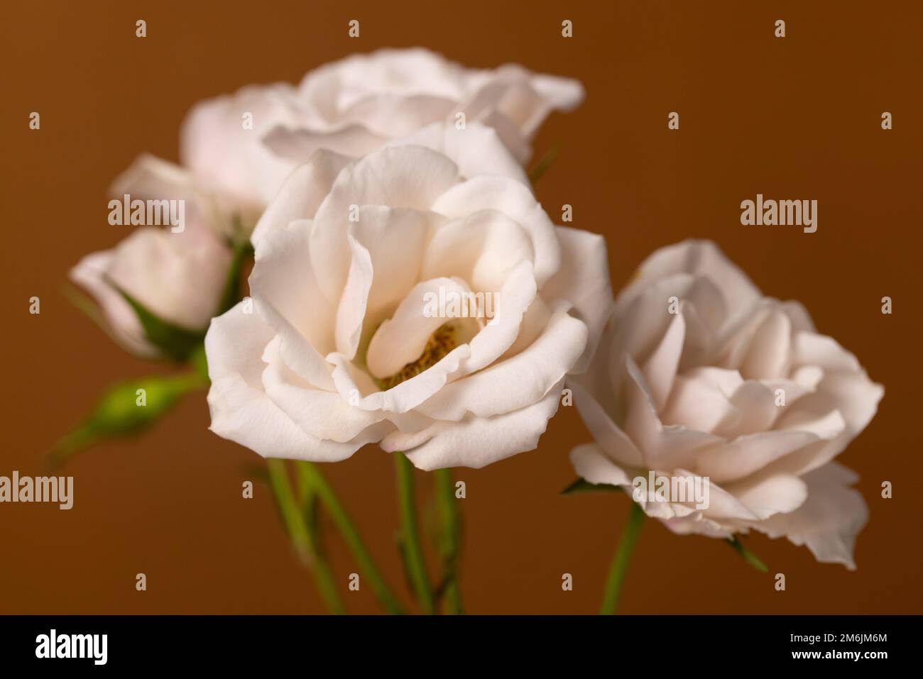 Beautiful white roses flower on brown background. Vintage nature ...