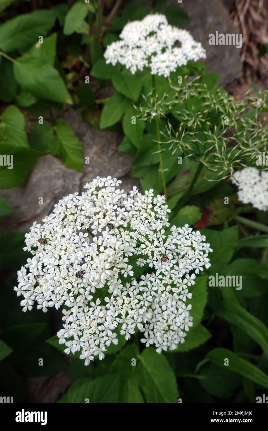 Common goutweed (Aegopodium podagraria) - flowering plant Stock Photo ...