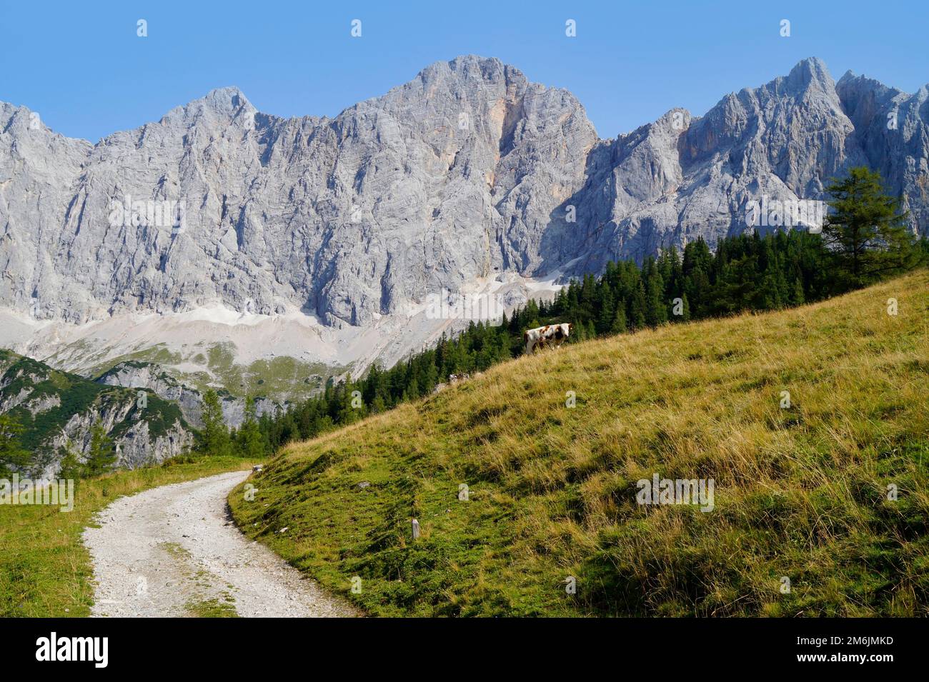 cow grazing in alpine valley by the foot of Dachtein mountain in the ...