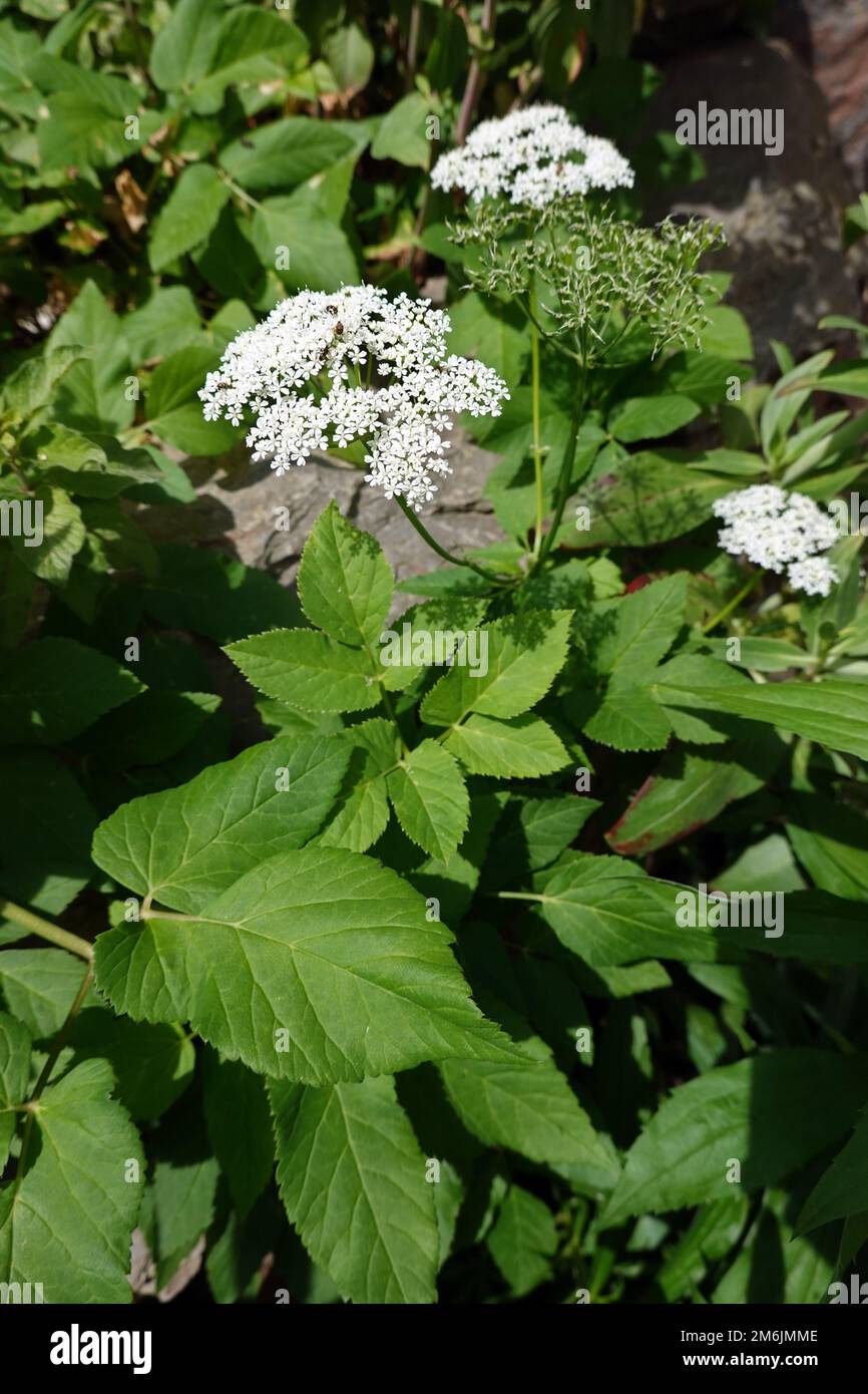 Common goutweed (Aegopodium podagraria) - flowering plant Stock Photo ...