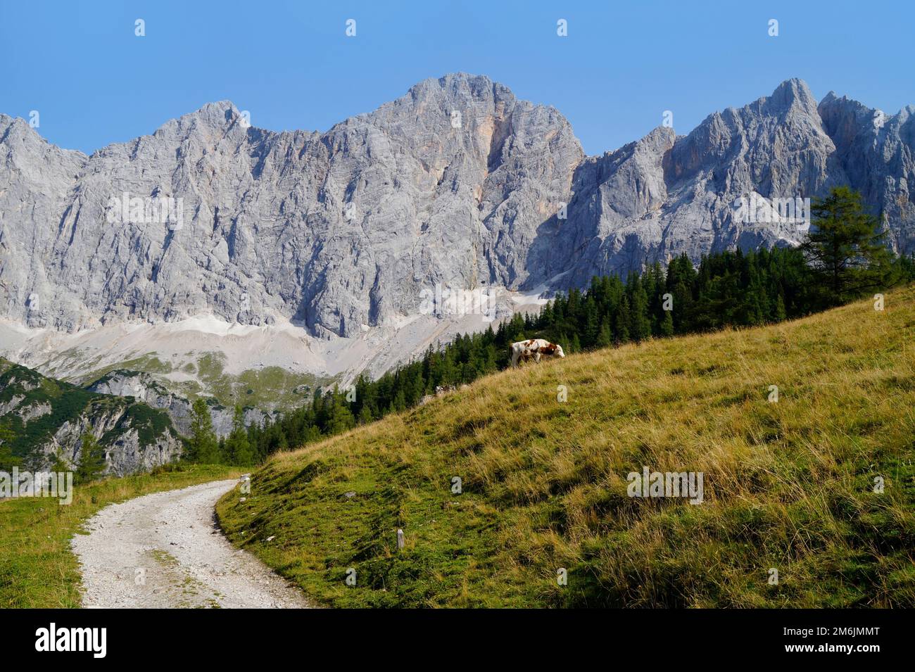 cow grazing in alpine valley by the foot of Dachtein mountain in the ...