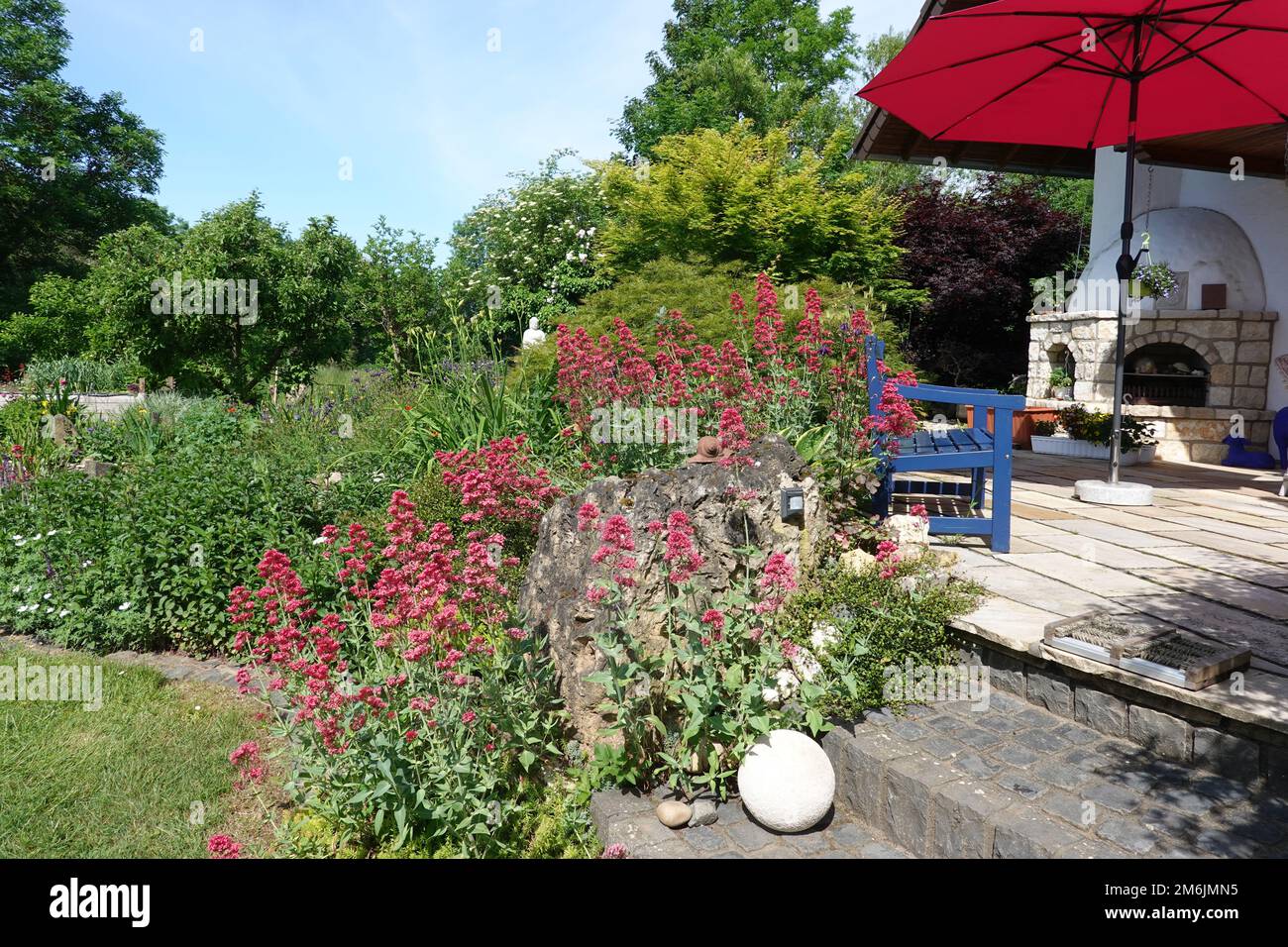 Red spurge (Centranthus ruber) in a natural garden Stock Photo - Alamy
