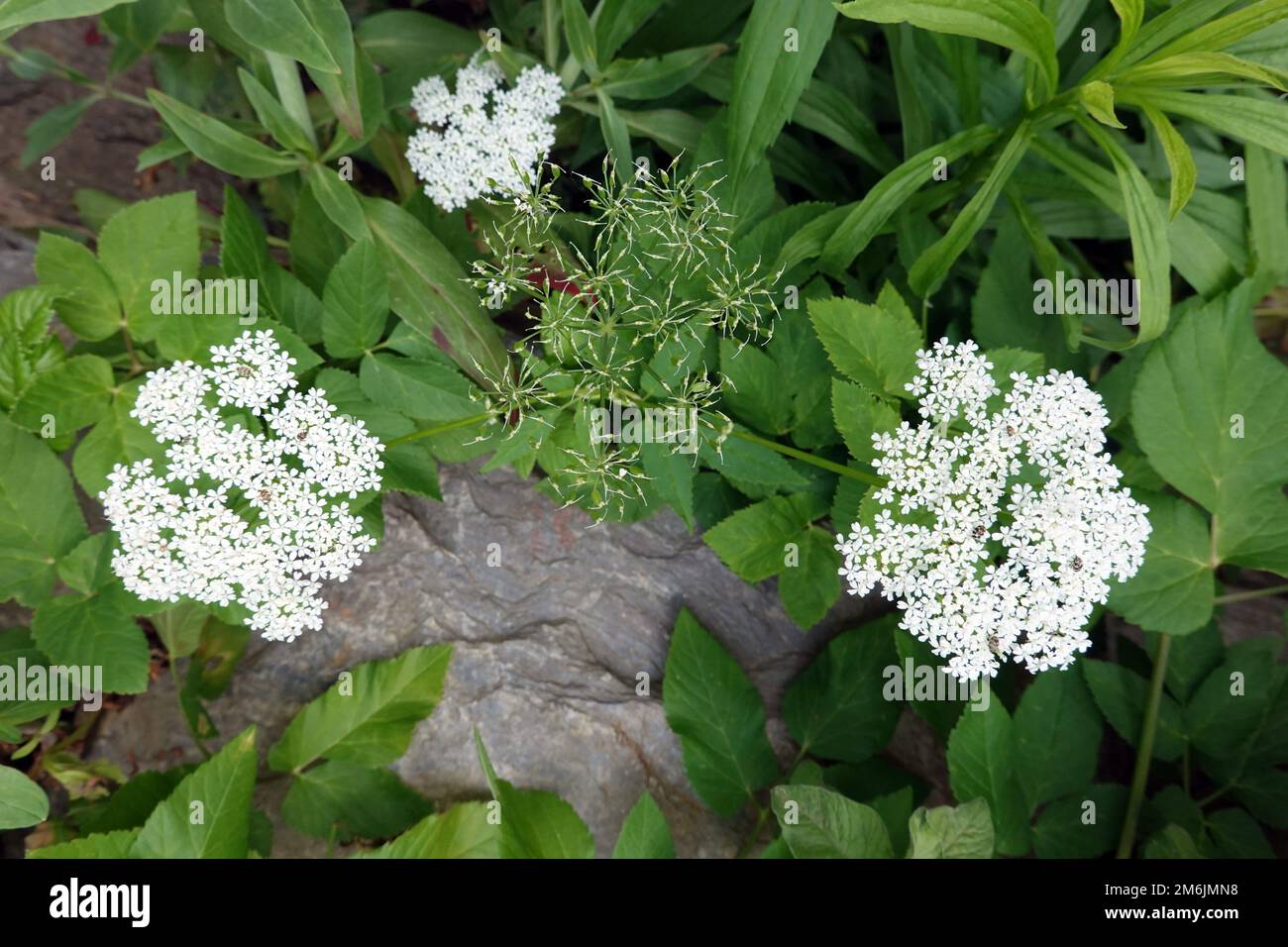 Common goutweed (Aegopodium podagraria) - flowering plant Stock Photo ...