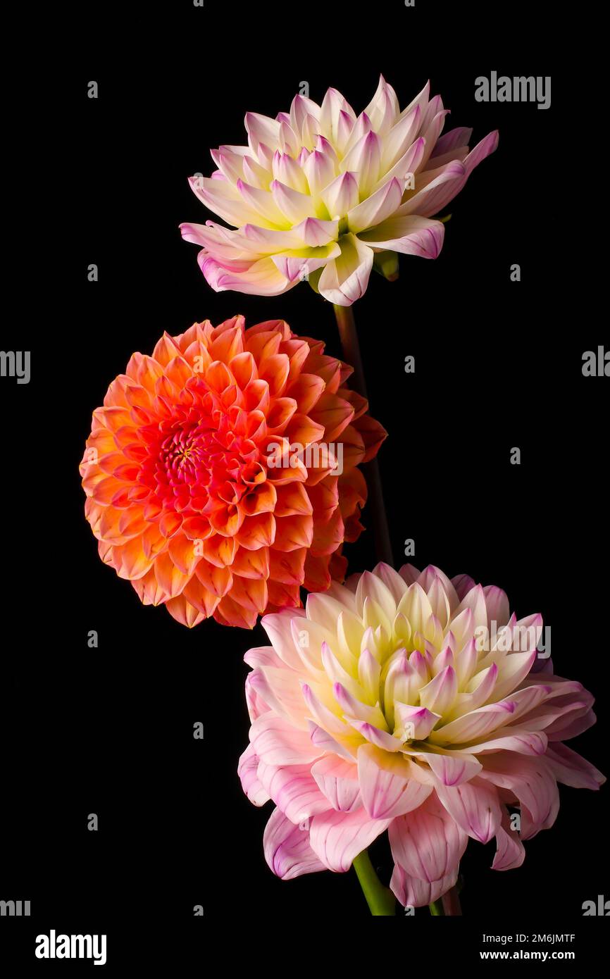 Pastel radiance hi-res stock photography and images - Alamy
