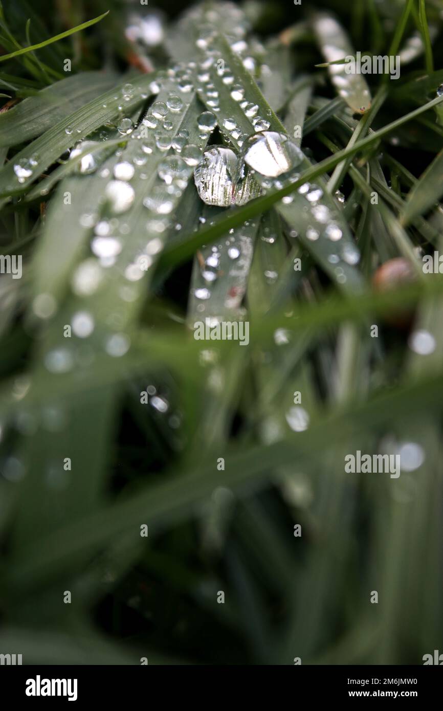Fresh green leaf water drops hi-res stock photography and images - Alamy