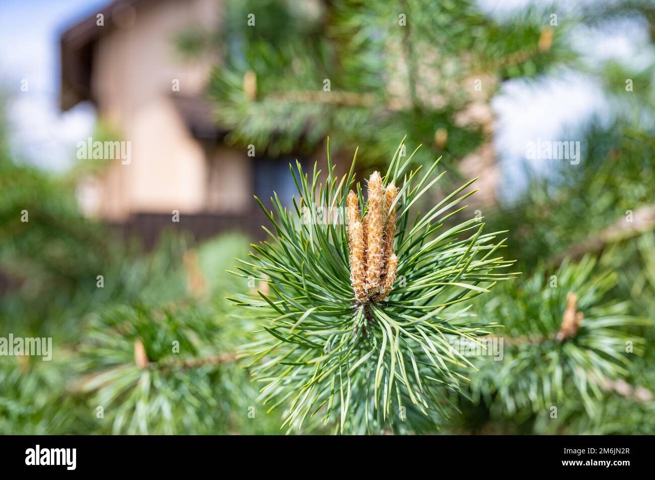 Male pine tree flower pine hi-res stock photography and images - Alamy