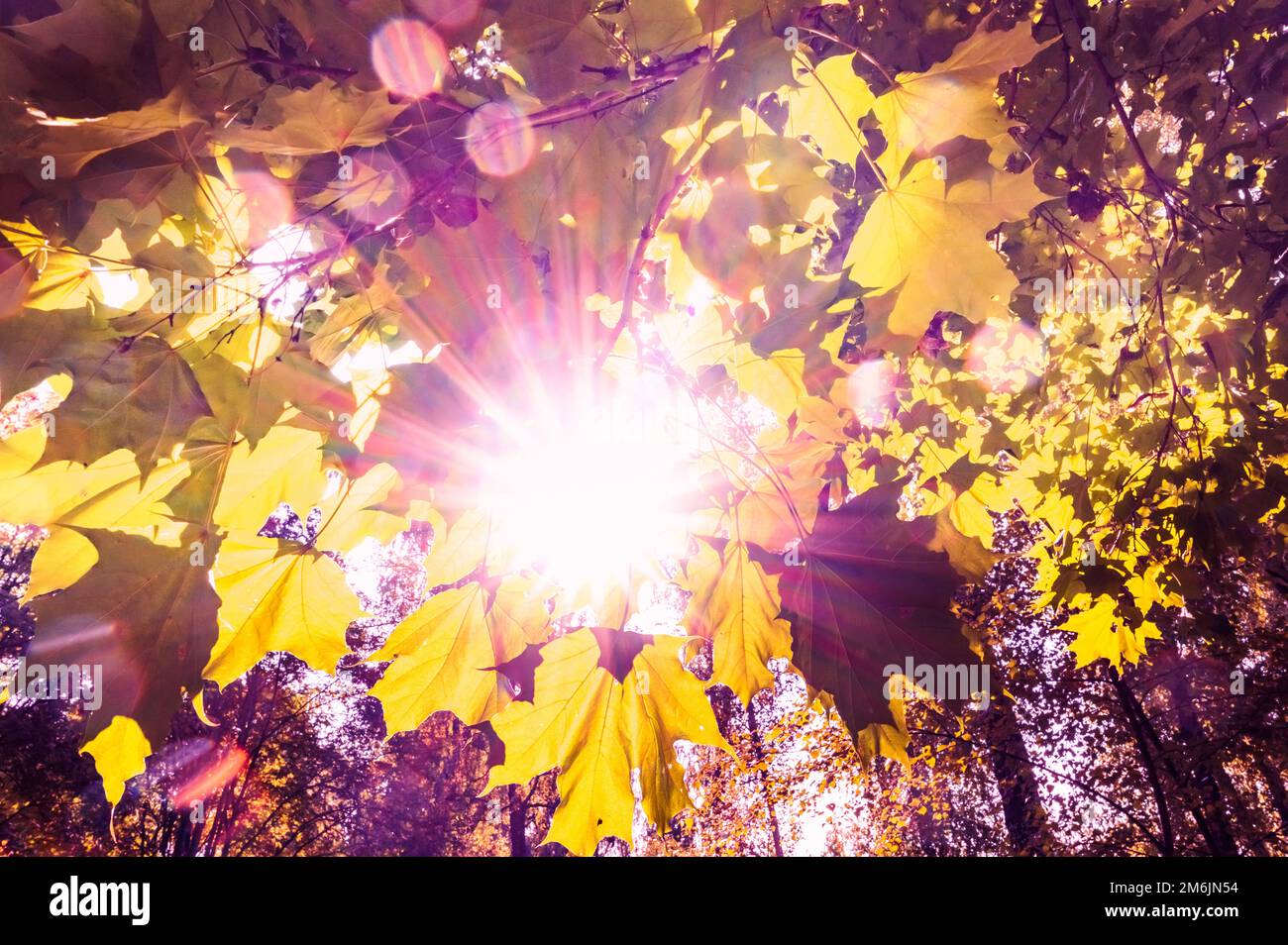Green canopy sun rays hi-res stock photography and images - Alamy