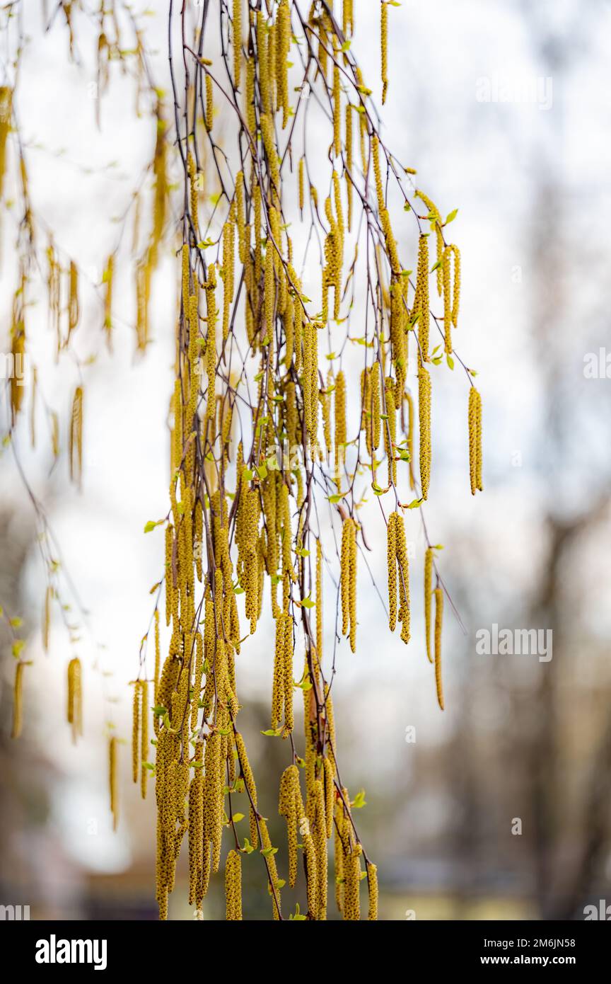 Spring birch blossoms Stock Photo - Alamy