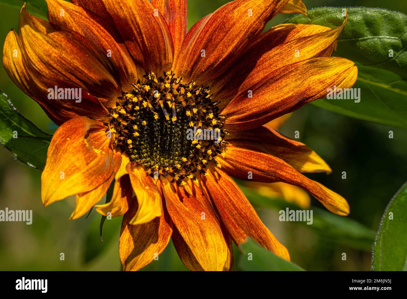 Old sunflower hi-res stock photography and images - Alamy