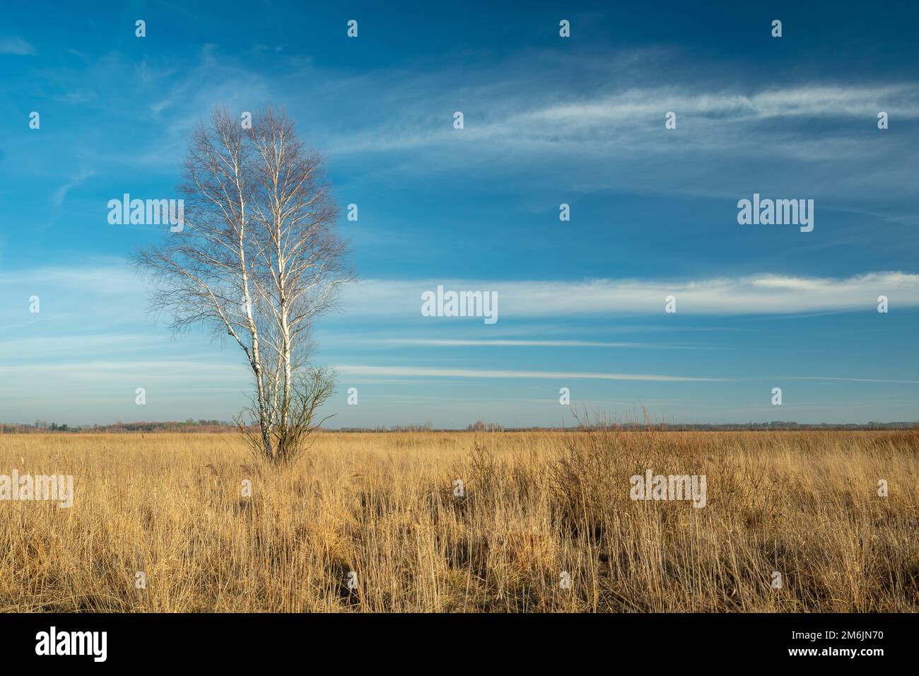 A solitary birch tree growing on a dry steppe meadow Stock Photo - Alamy