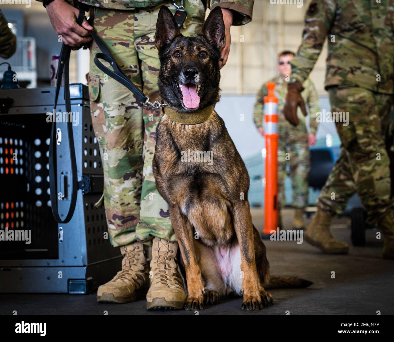 Mindi, a 87th Security Forces Squadron Military Working Dog (MWD ...