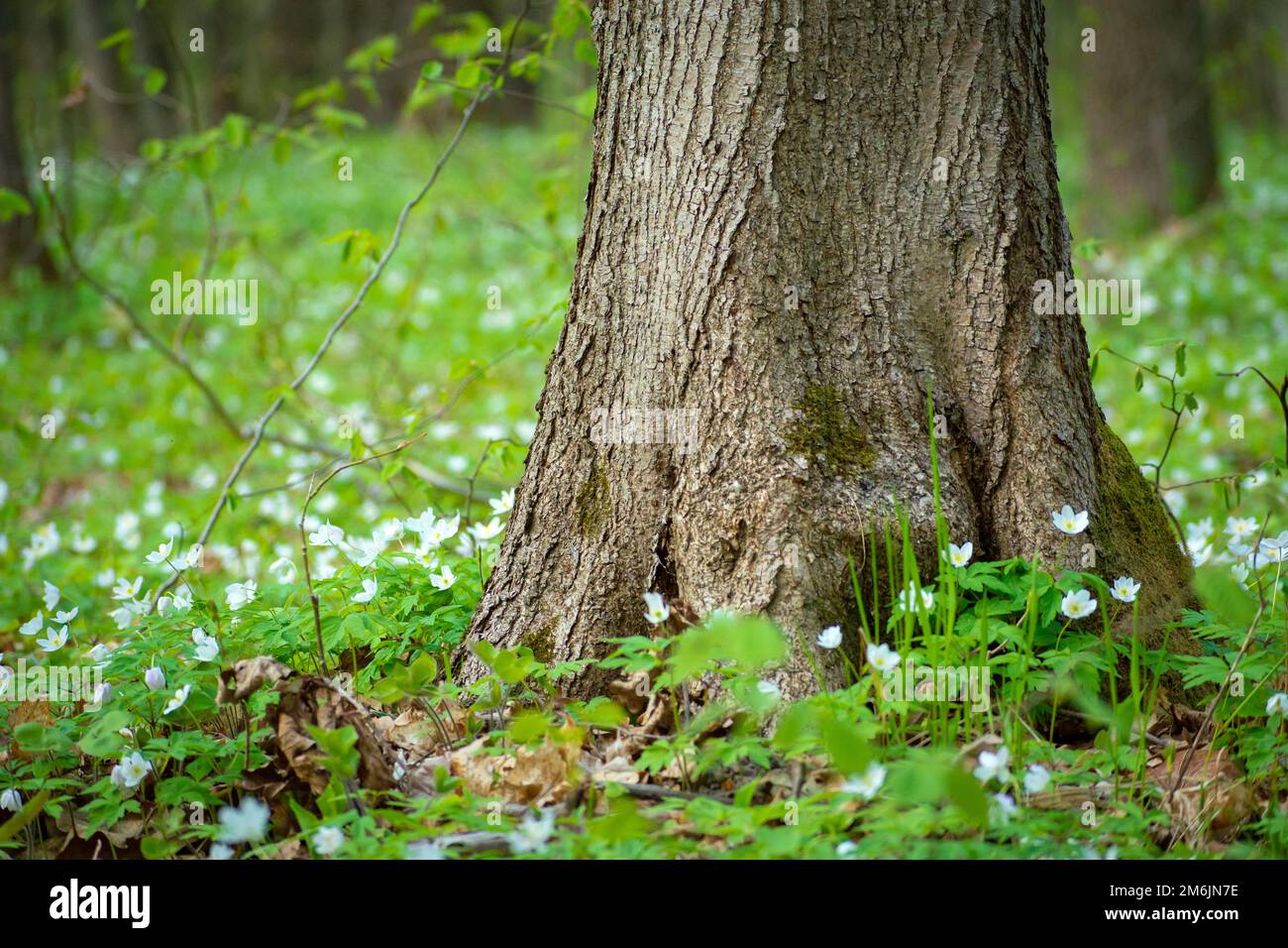 Wood anemone flowers growing by a large tree trunk Stock Photo - Alamy