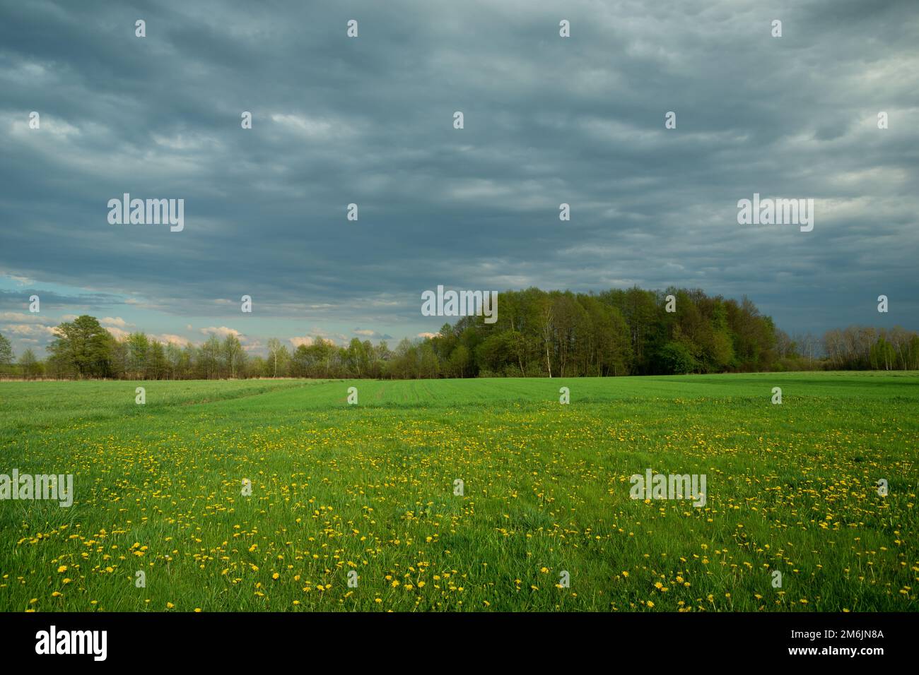 Storm cloud rain flowers hi-res stock photography and images - Alamy