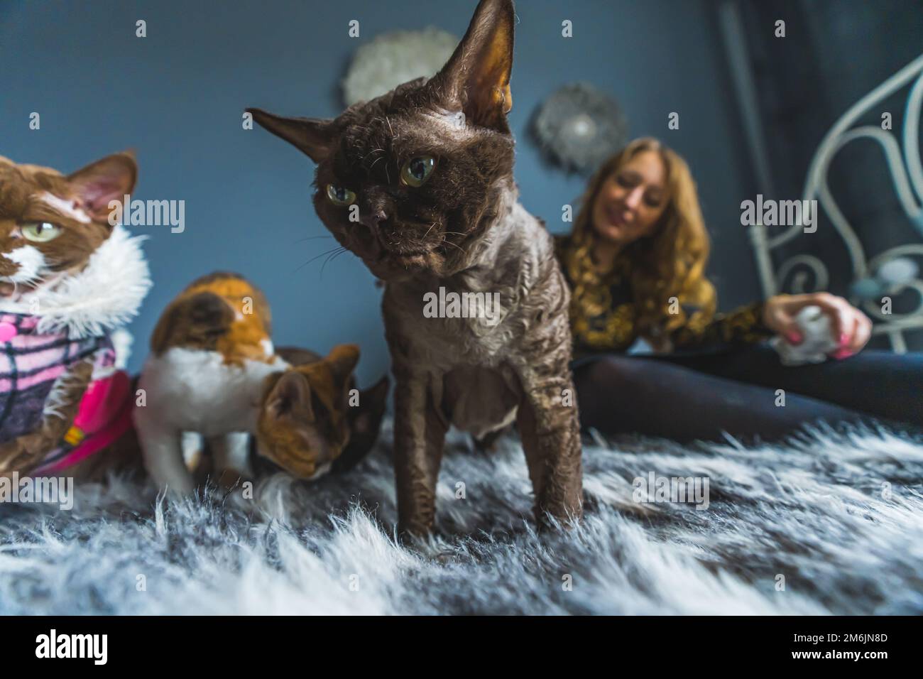 Portrait lop eared cute woman hi-res stock photography and images - Alamy