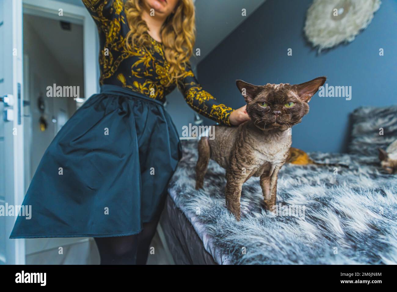 A Devon rex cat standing on a bed with a fluffy blanket and being petted by a woman. Medium shot ...