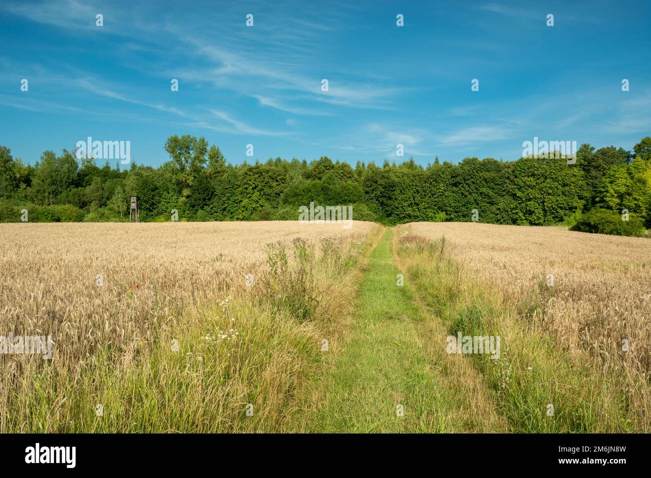 Grassy path to the forest between fields with cereals Stock Photo - Alamy