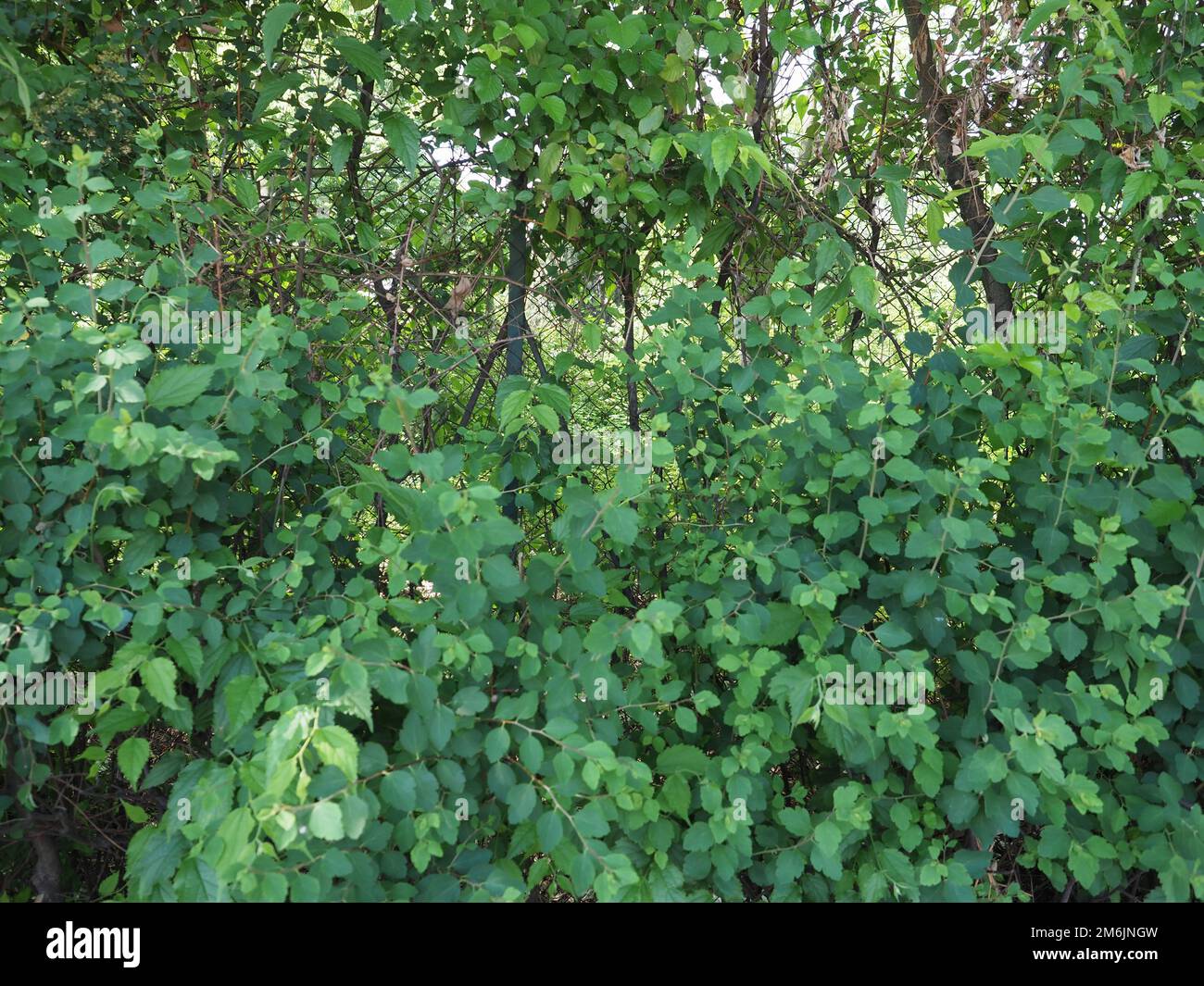 Green greenery texture background Stock Photo - Alamy