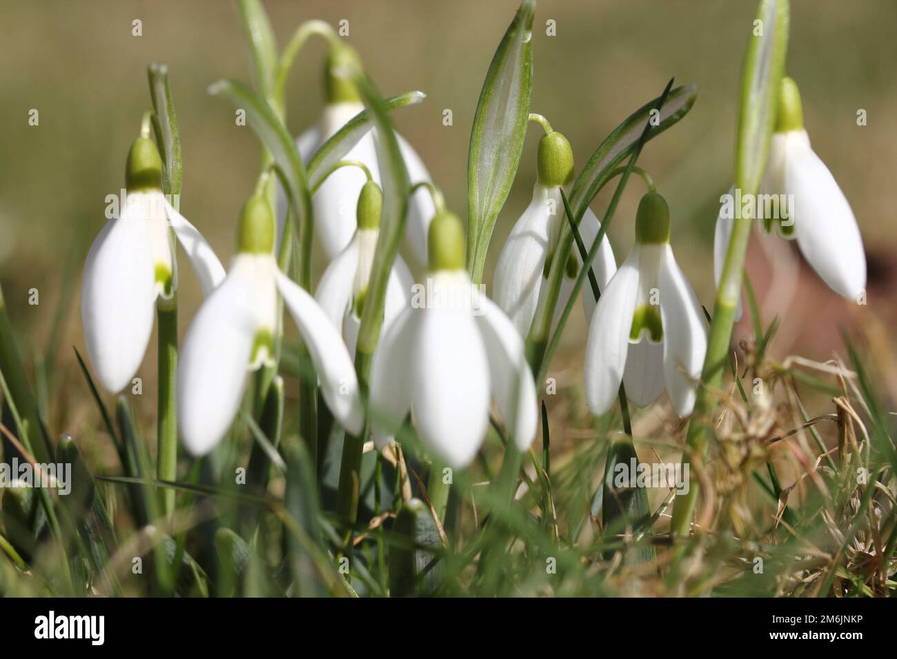 Snowdrop (Galanthus Stock Photo - Alamy