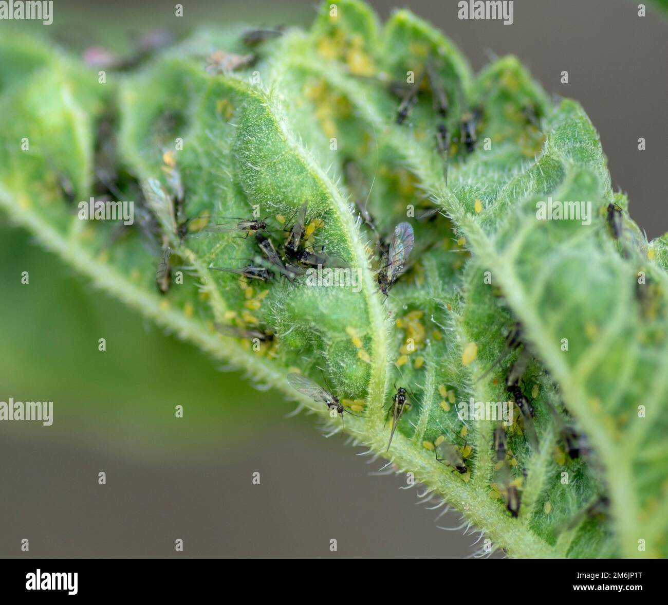 Plum leaf curl aphid hi-res stock photography and images - Alamy