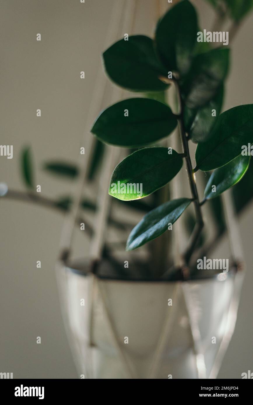 Hanging plants indoor hi-res stock photography and images - Alamy