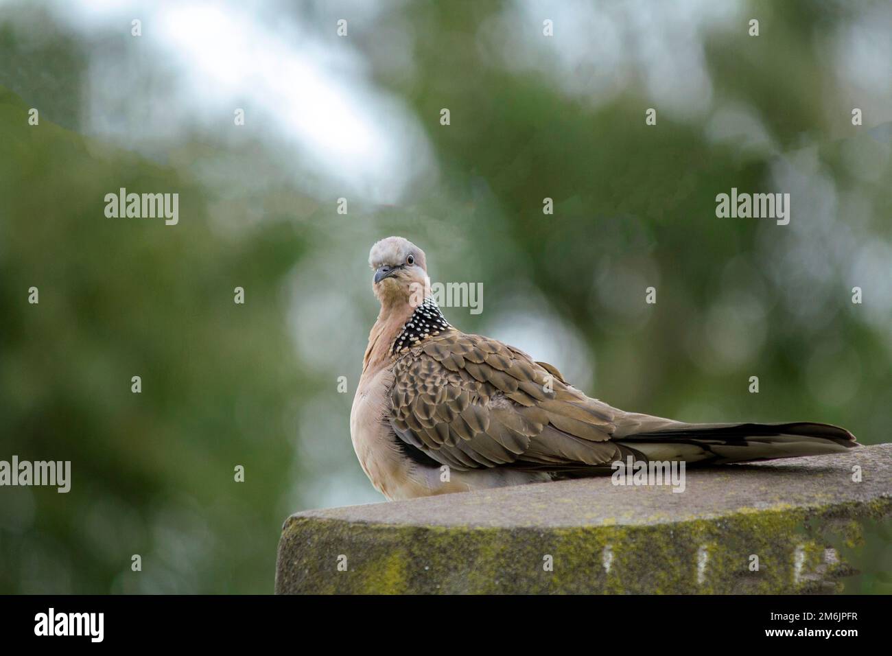 Spotted dove spilopelia chinensis hi-res stock photography and images ...