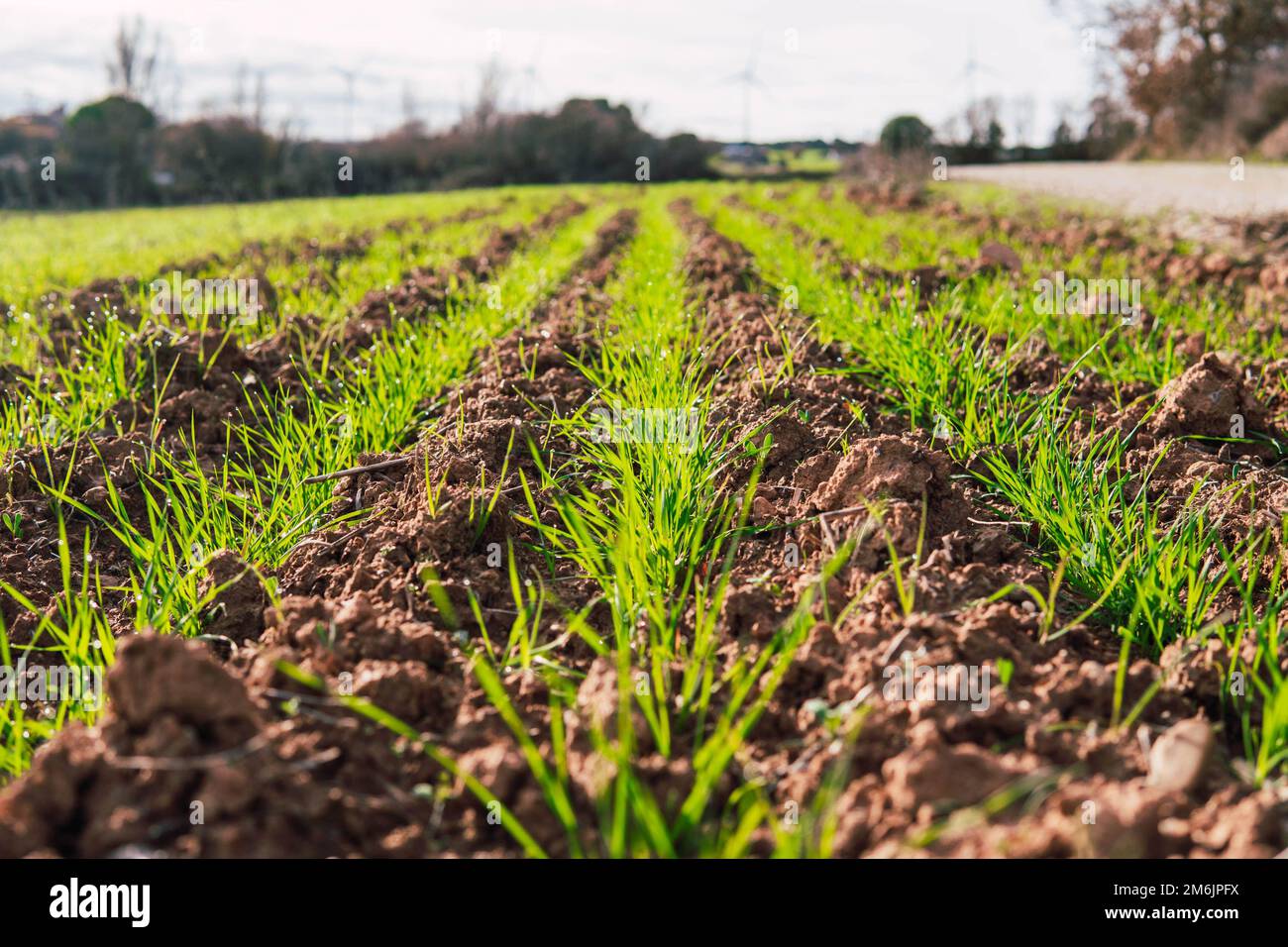 field growing crop in january Stock Photo - Alamy