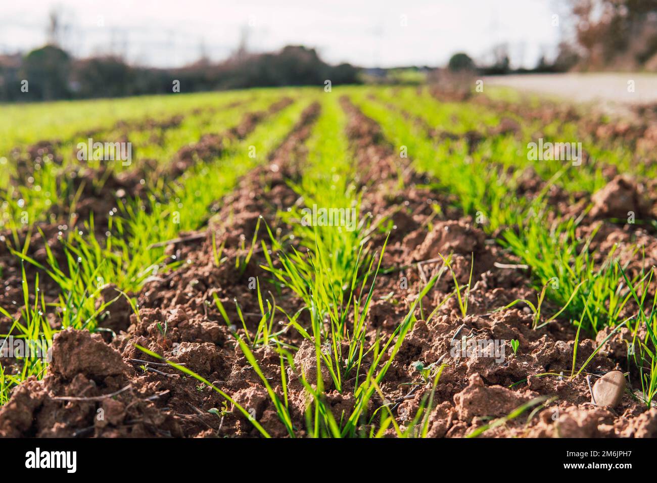 field growing crop in january Stock Photo - Alamy