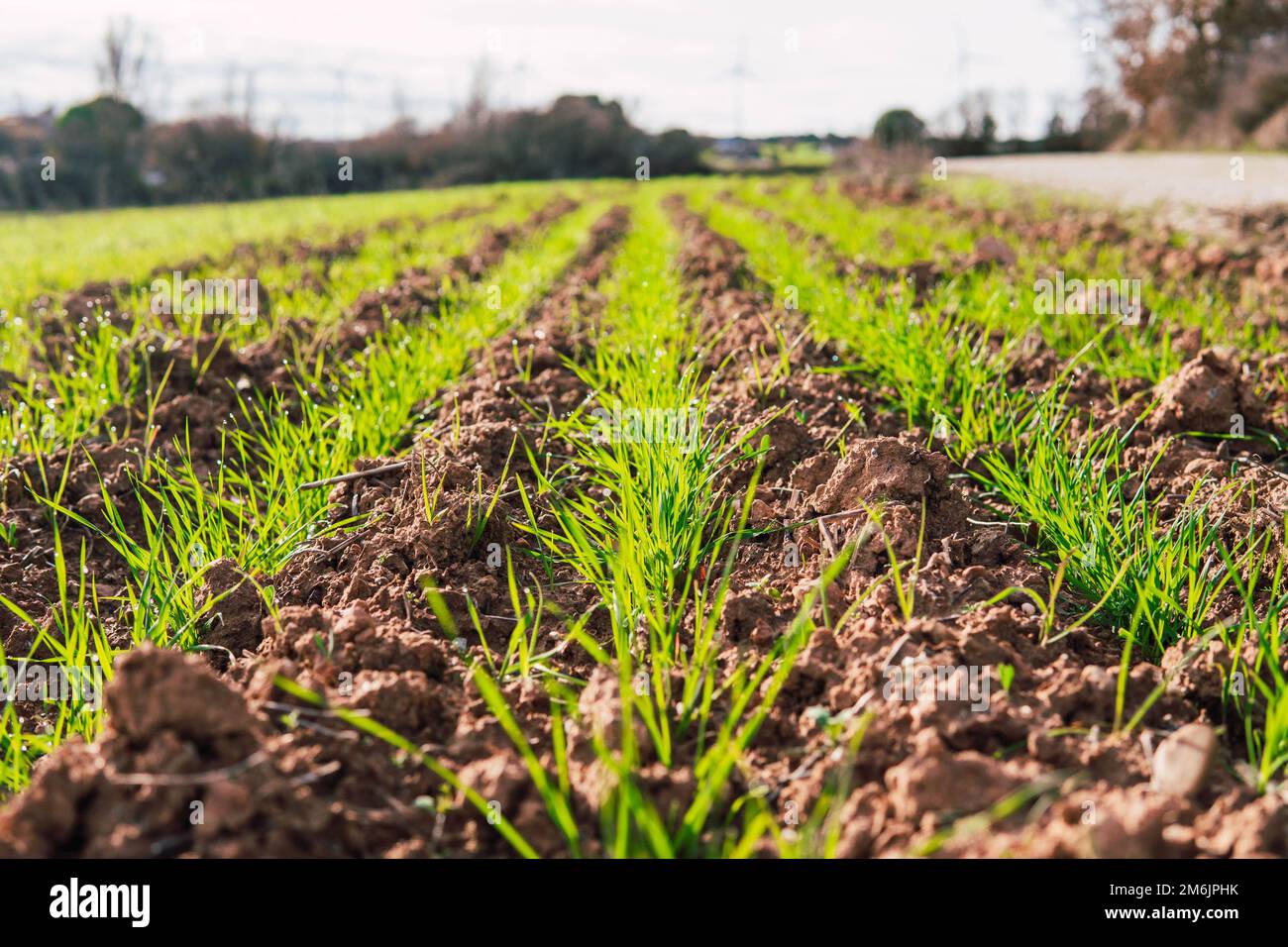 Field growing crop in hi-res stock photography and images - Alamy