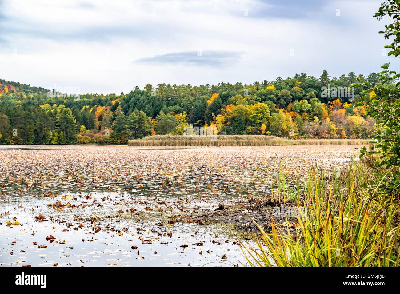 Landscape with a wild lake with water lilies in colorful maple forest ...
