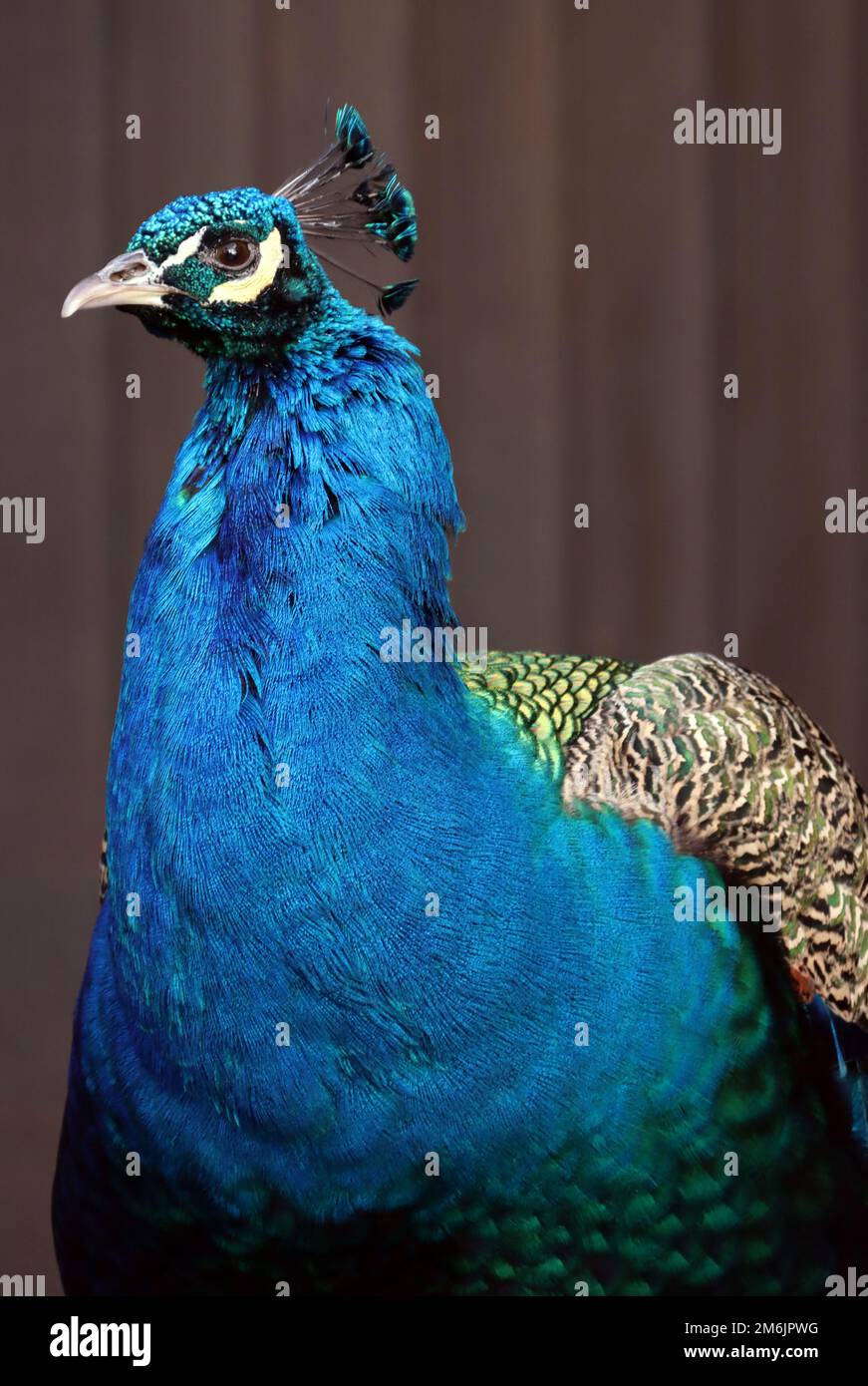 Blauer Pfau (Pavo cristatus) in einem Tierpark, Nordrhein-Westfalen ...
