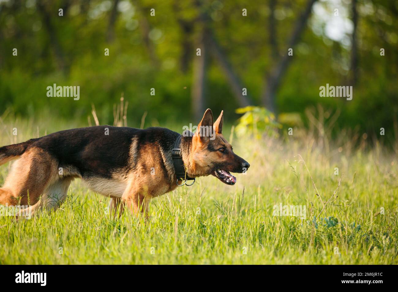 Training smart dog purebred hi-res stock photography and images - Alamy