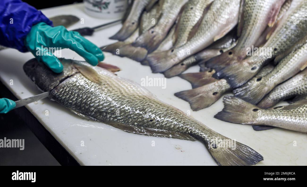 Drum fish hi-res stock photography and images - Alamy