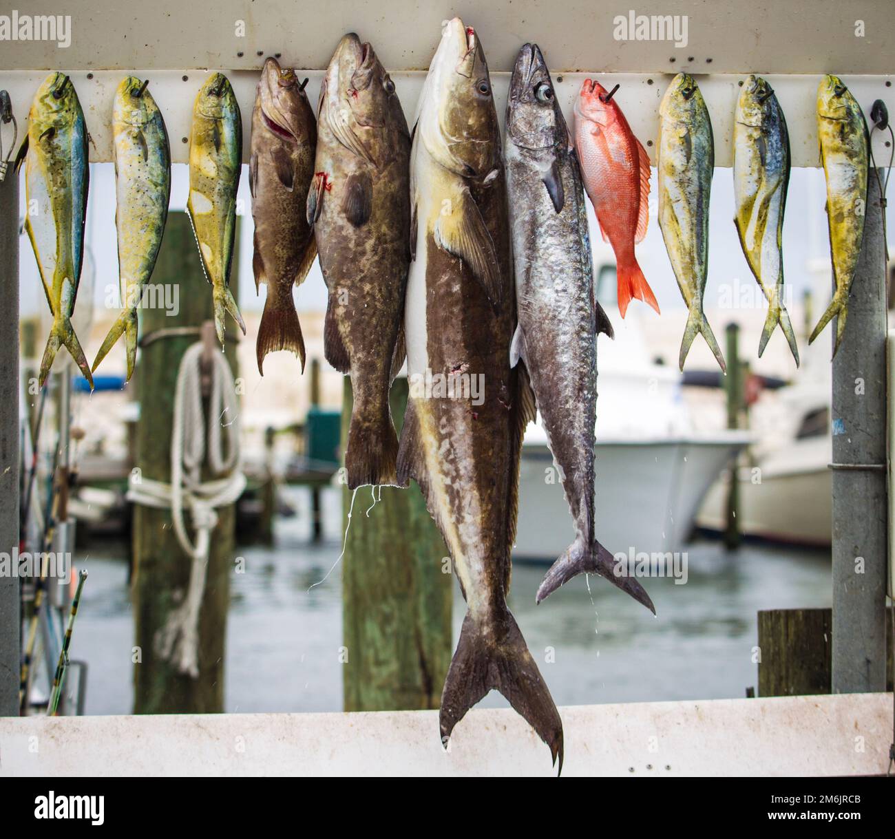 Catch seafood hi-res stock photography and images - Alamy