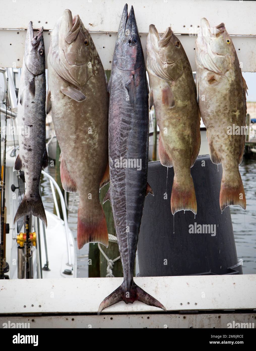 Catch seafood hi-res stock photography and images - Alamy