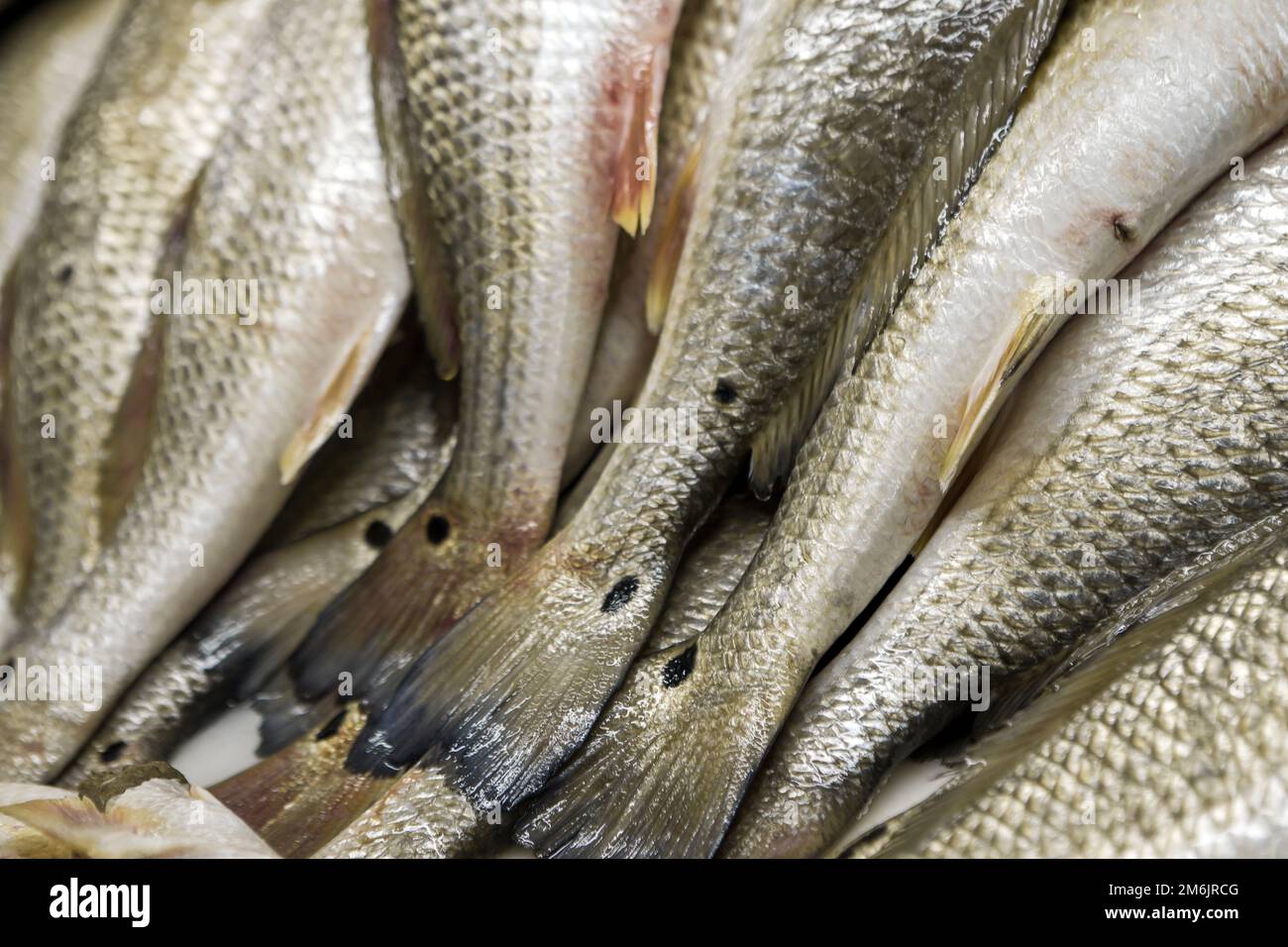 Red drum processing in New Orleans Stock Photo - Alamy