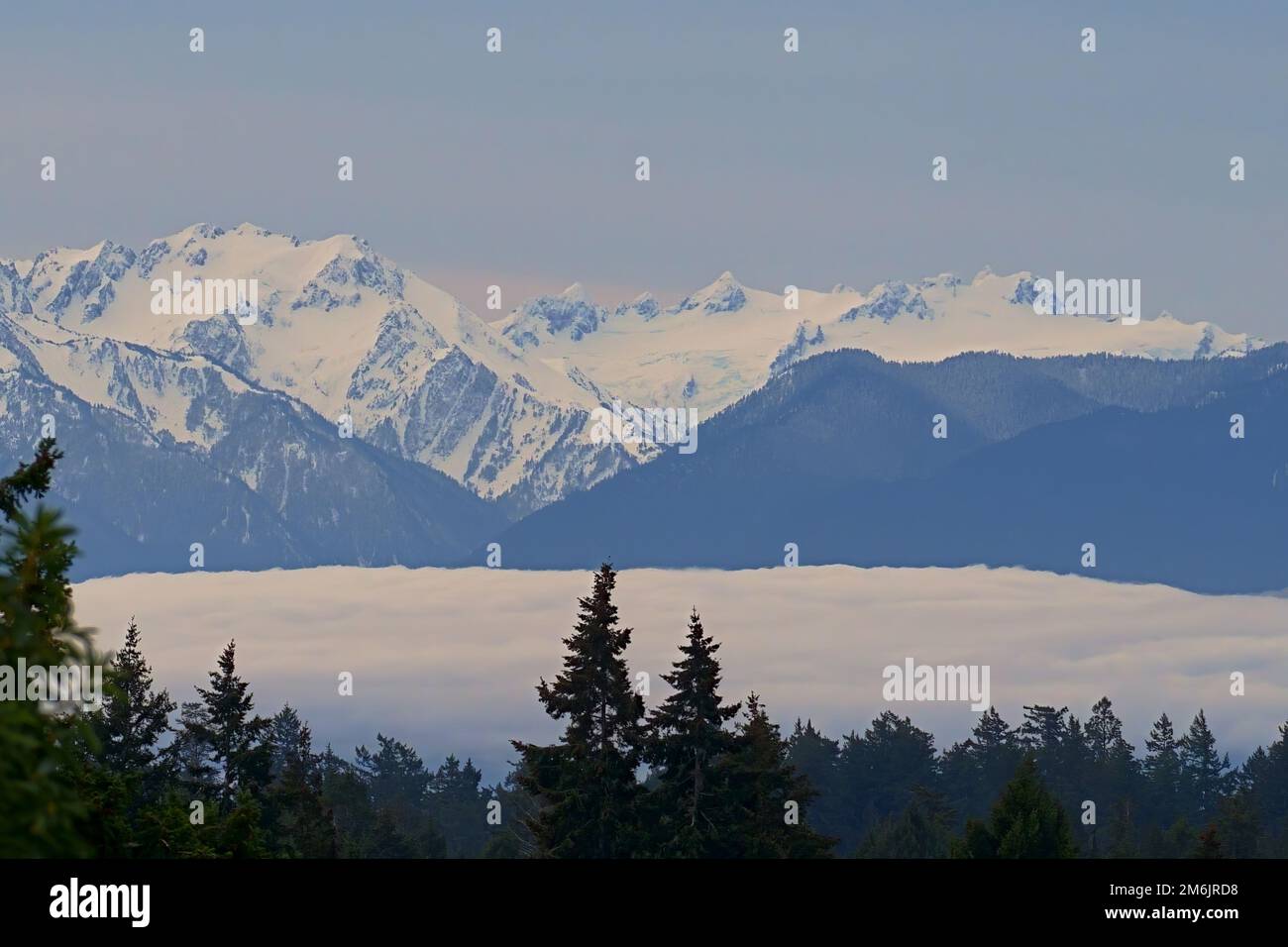 Olympic mountain range, Hurricane Ridge and a fog bank behind an evergreen forest Stock Photo ...