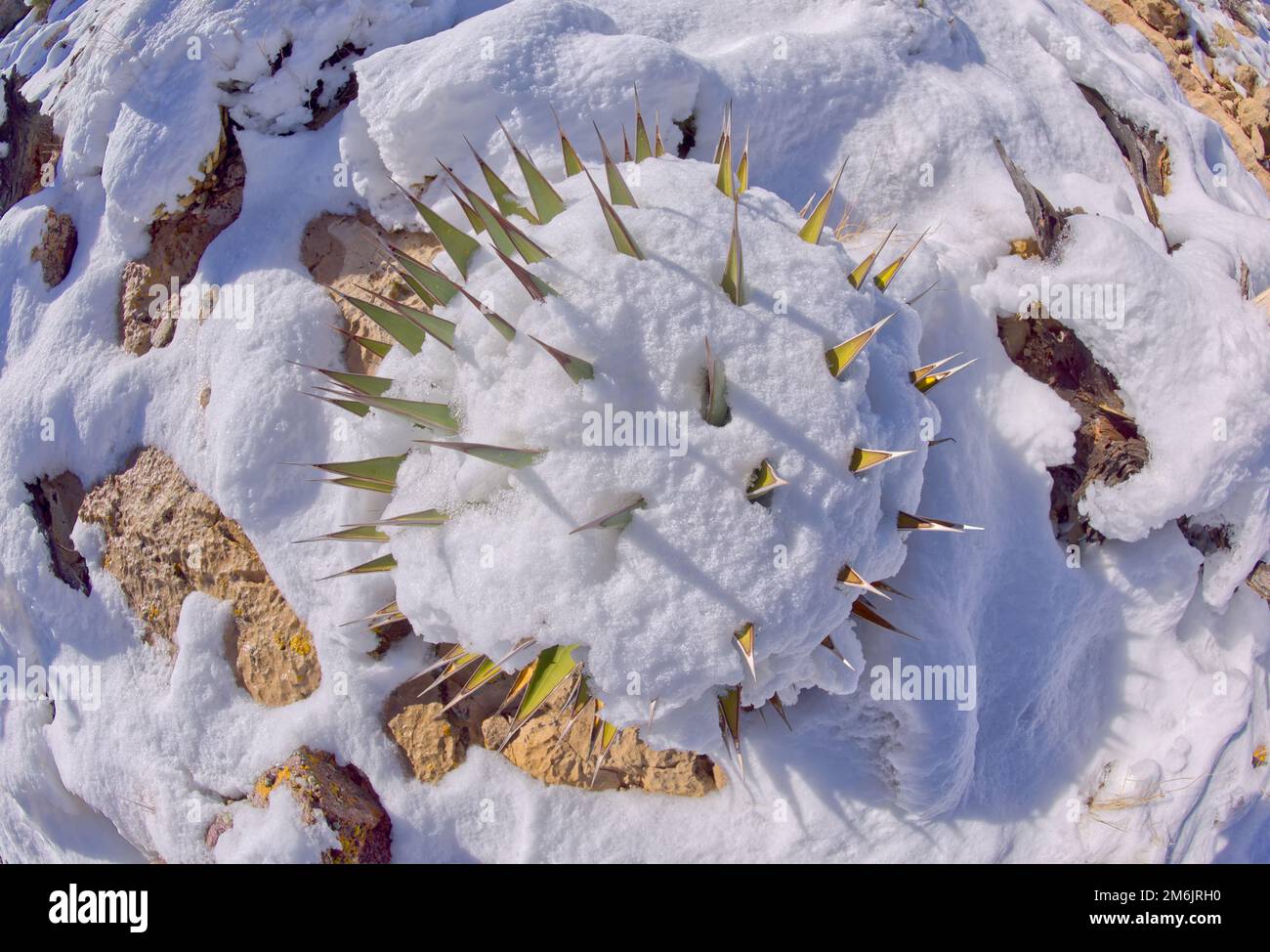 Snow covered Agave Plant at Grand Canyon AZ Stock Photo - Alamy