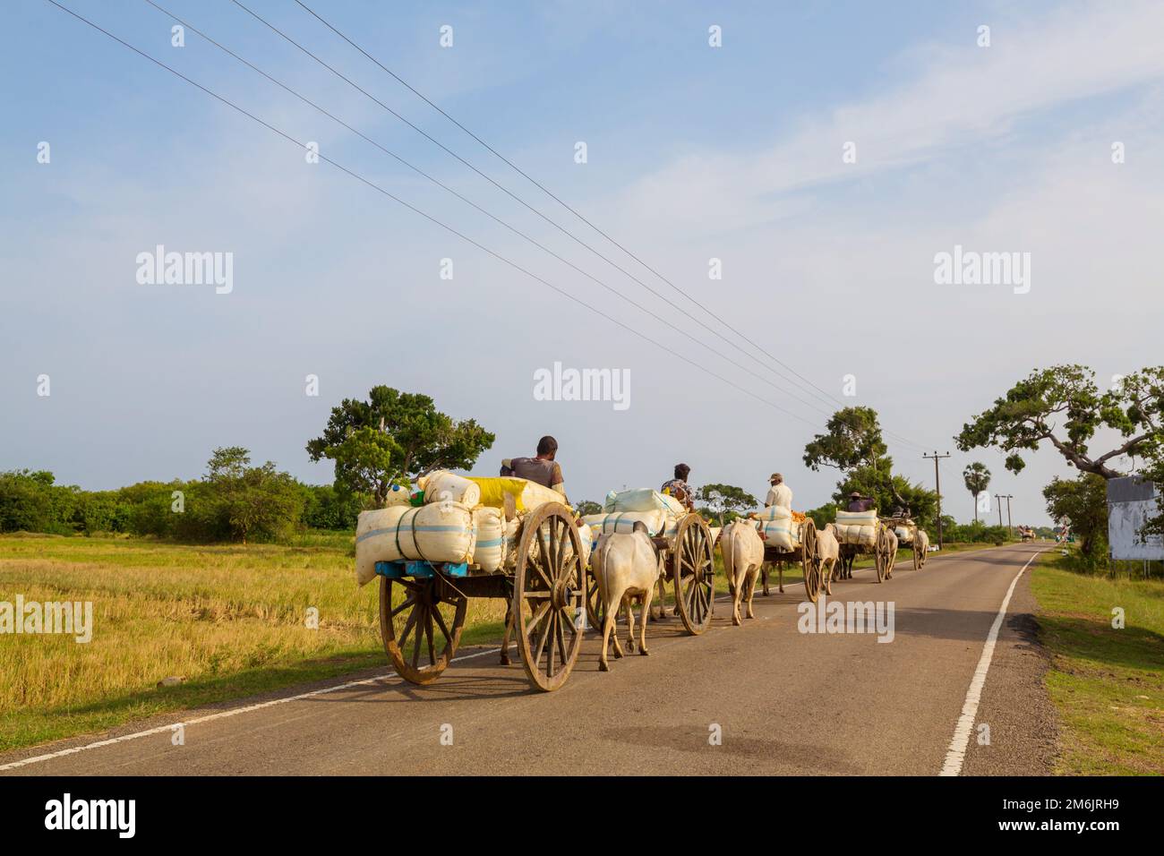 Animal powered vehicle hi-res stock photography and images - Alamy
