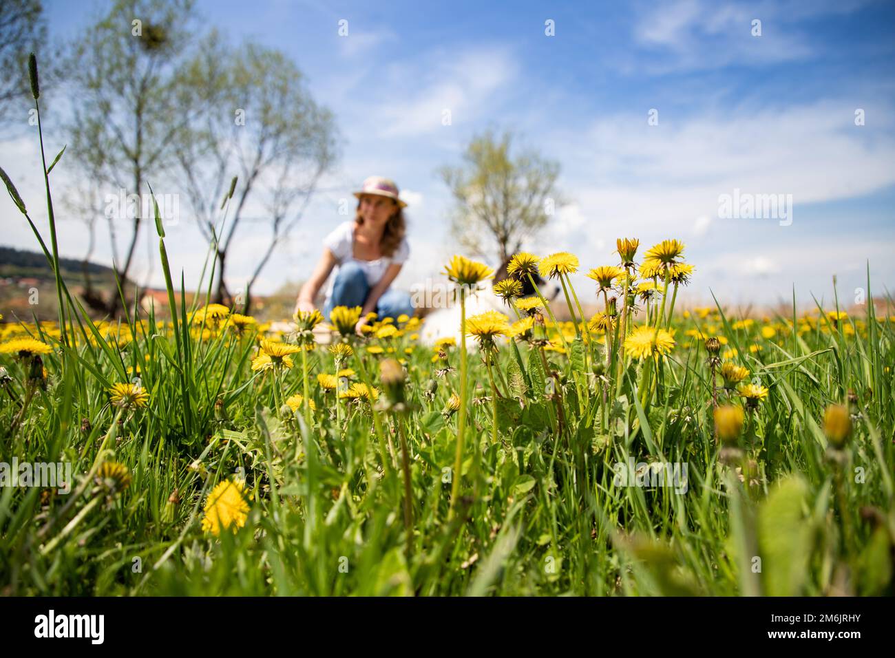 Hand picking flowers hi-res stock photography and images - Alamy