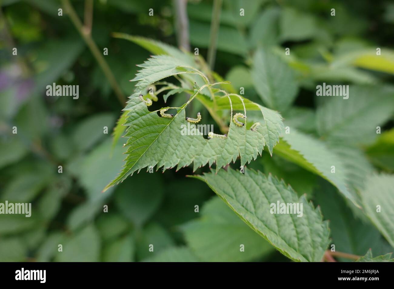 Leaf wasp larvae (Tenthredinidae) feed on the leaves of a forest ...