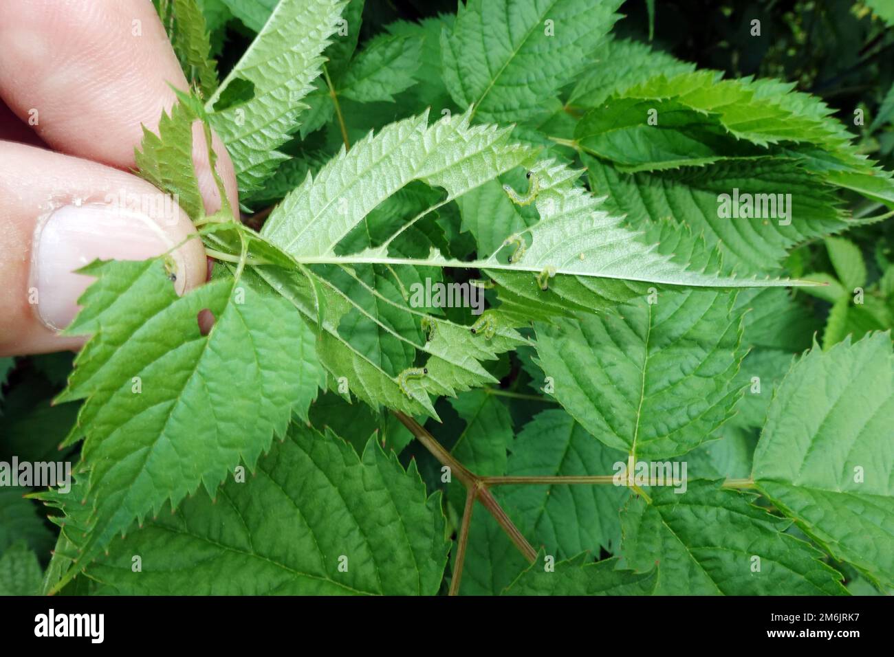 Leaf wasp larvae (Tenthredinidae) feed on the leaves of a forest ...