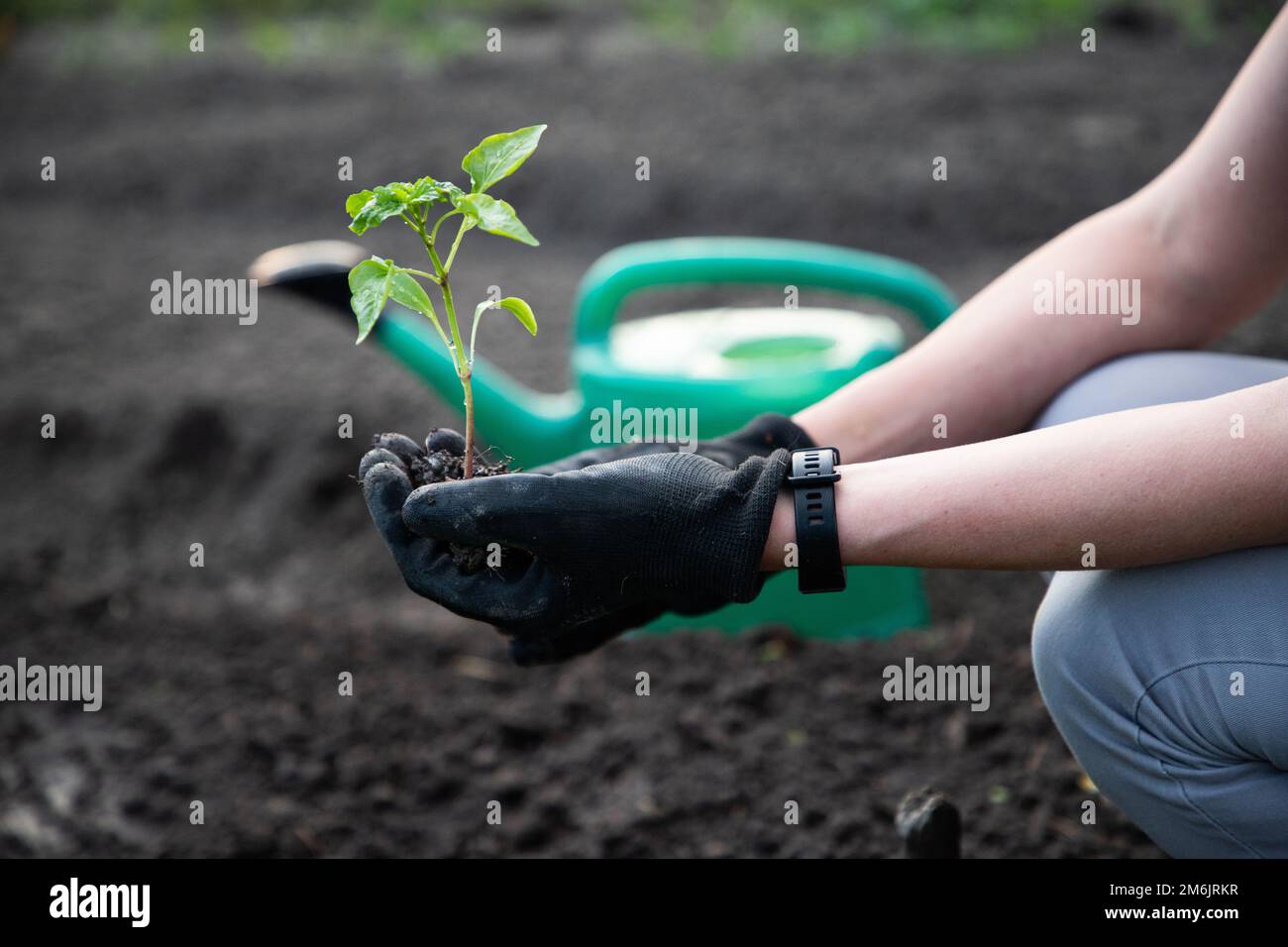 Farmer woman planting seedlings hi-res stock photography and images - Alamy