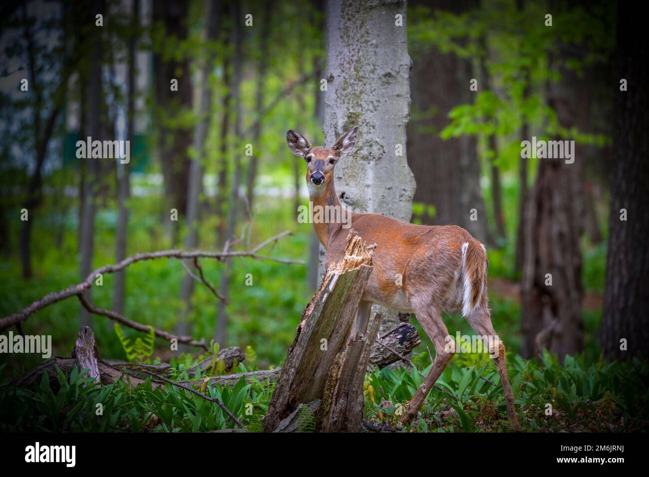 Spring red deer hi-res stock photography and images - Alamy