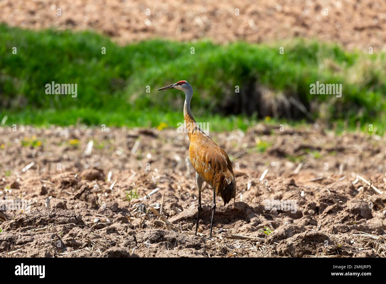 Female sandhill crane hi-res stock photography and images - Alamy