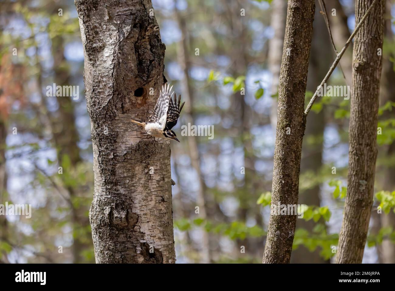 The hairy woodpecker (Leuconotopicus villosus Stock Photo - Alamy