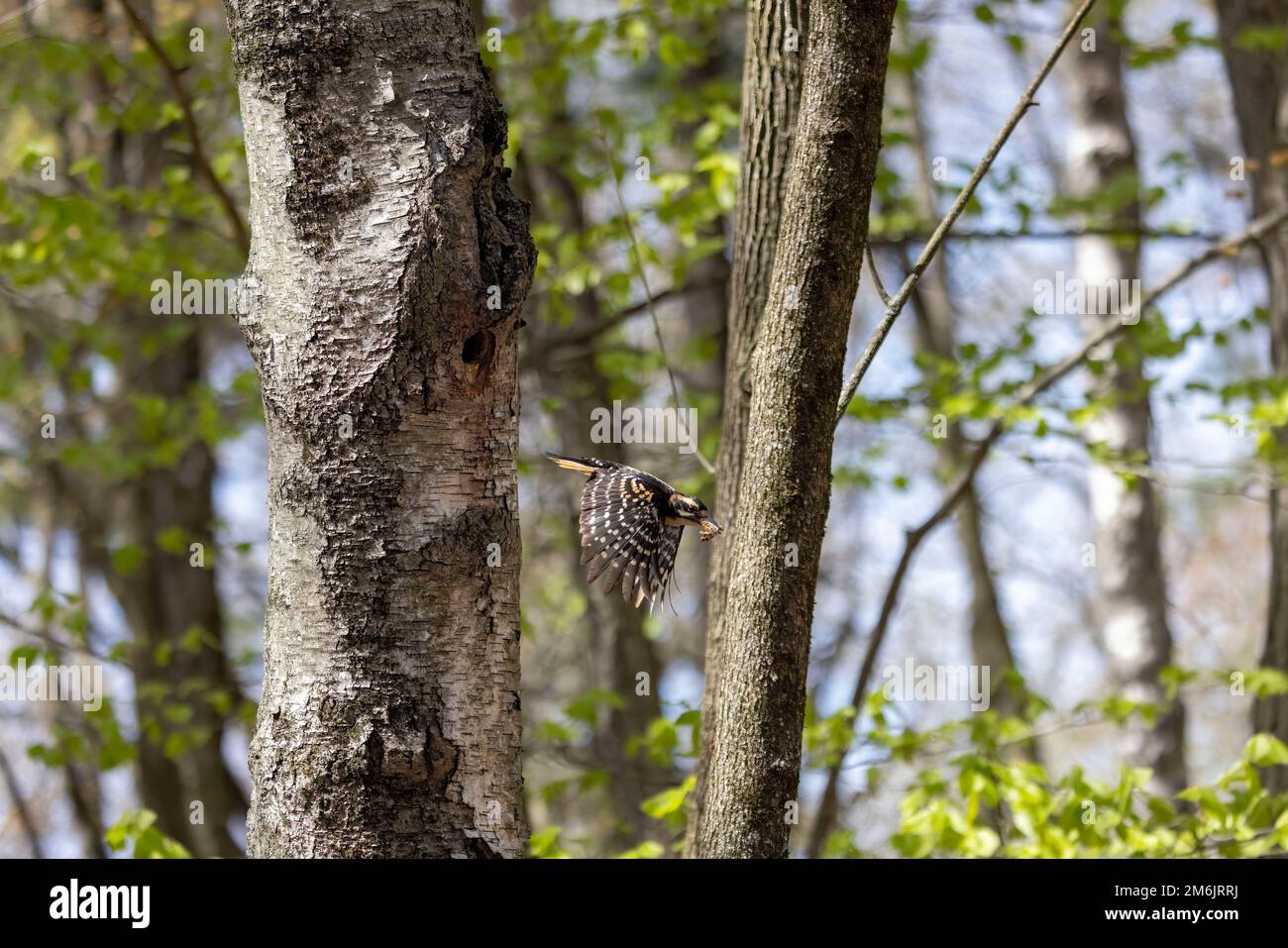 The hairy woodpecker (Leuconotopicus villosus Stock Photo - Alamy